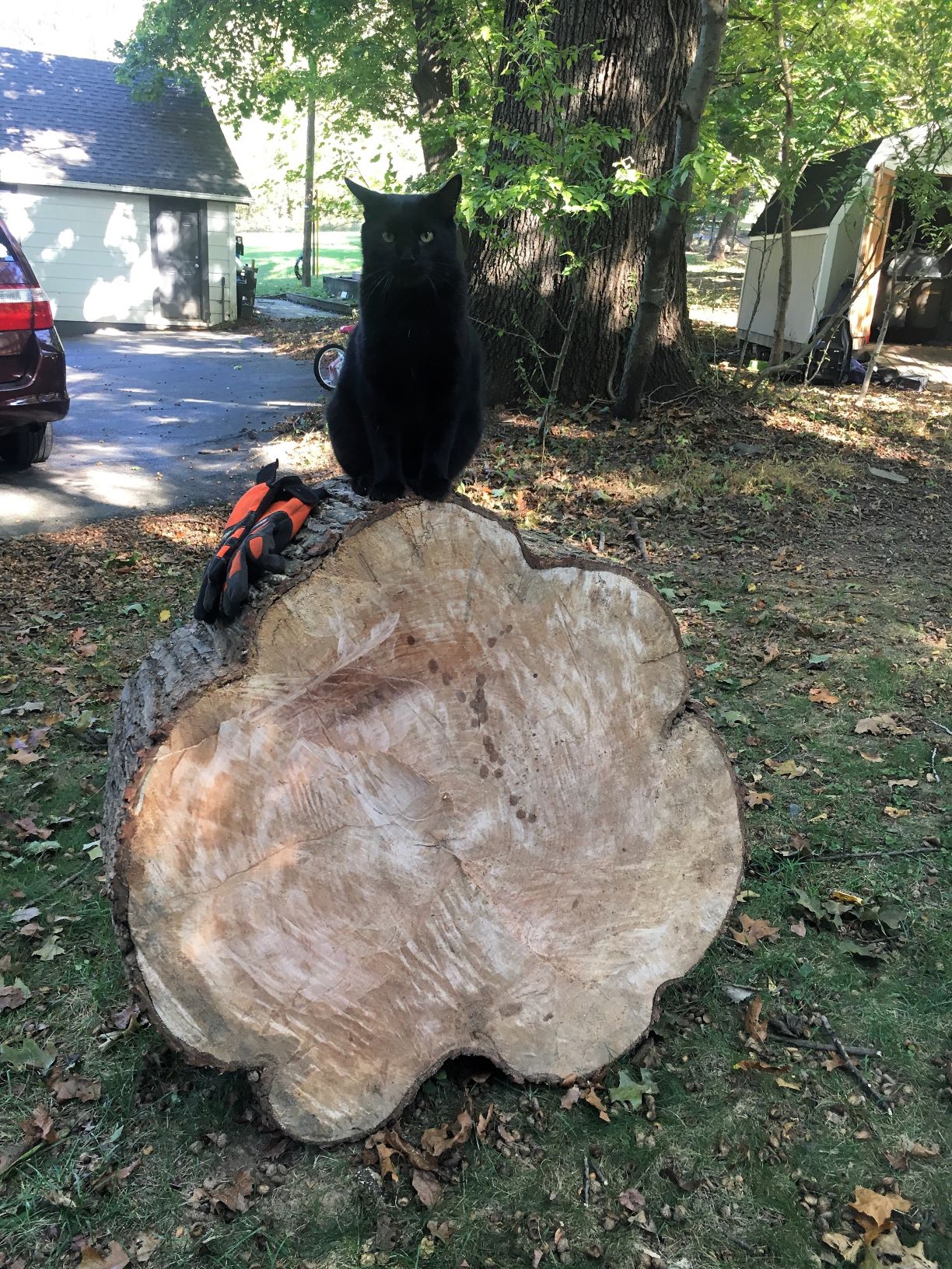 The Easiest Way to Even Out a Wood Slab with Basic Tools
